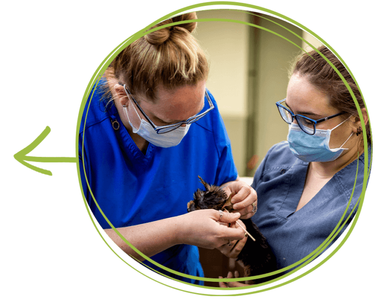 Values Guiding Us to Our True North | Veterinary United